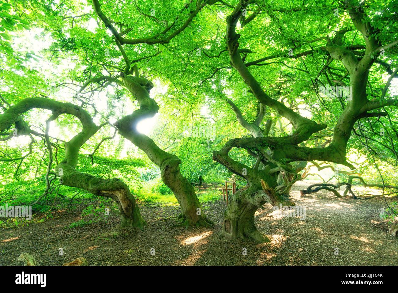 Old beeches hi-res stock photography and images - Alamy