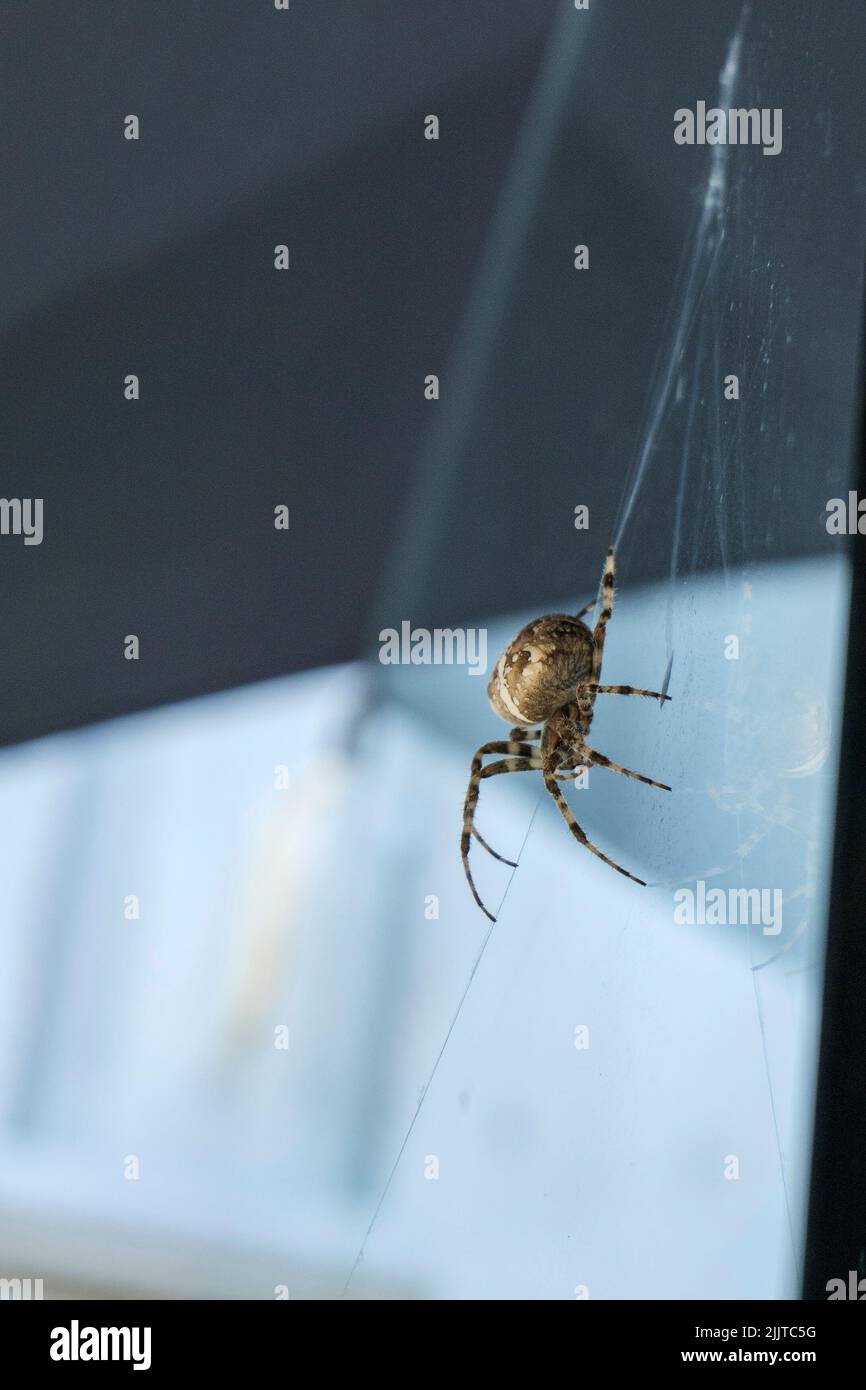 A vertical shot of a cross spider in front of a glass window Stock ...