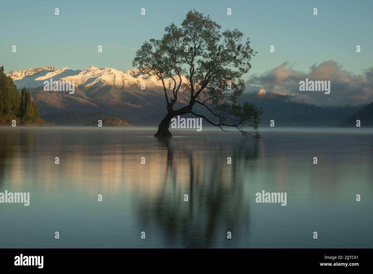 The famous Wanaka Tree at Lake Wanaka in New Zealand at sunrise Stock ...