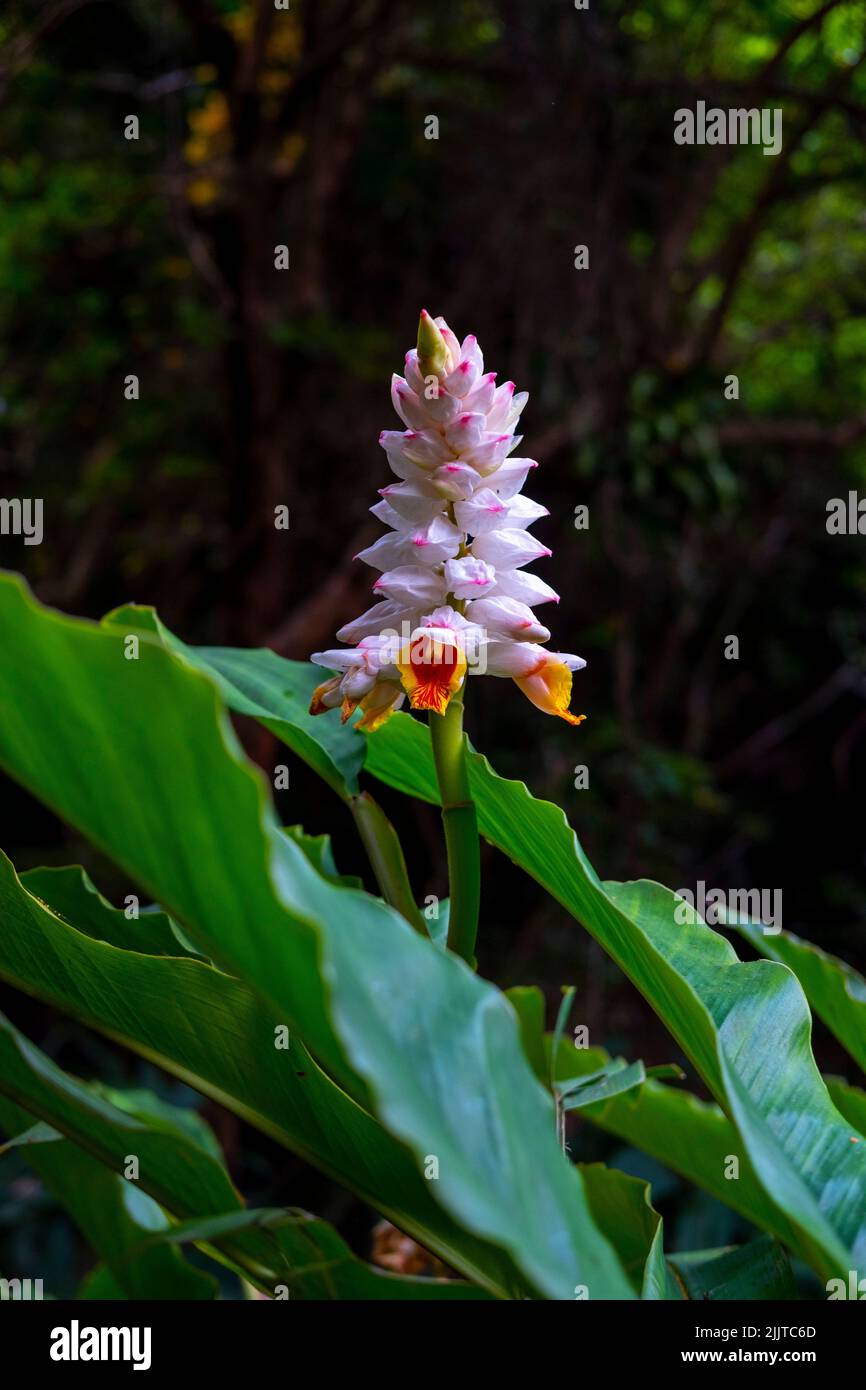 Vertical shot blooming flower hi-res stock photography and images - Alamy
