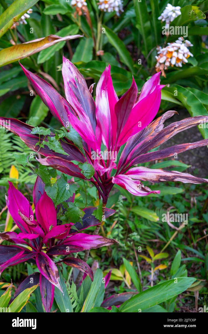 A vertical shot of palm lily (Cordyline fruticosa) growing in a garden ...