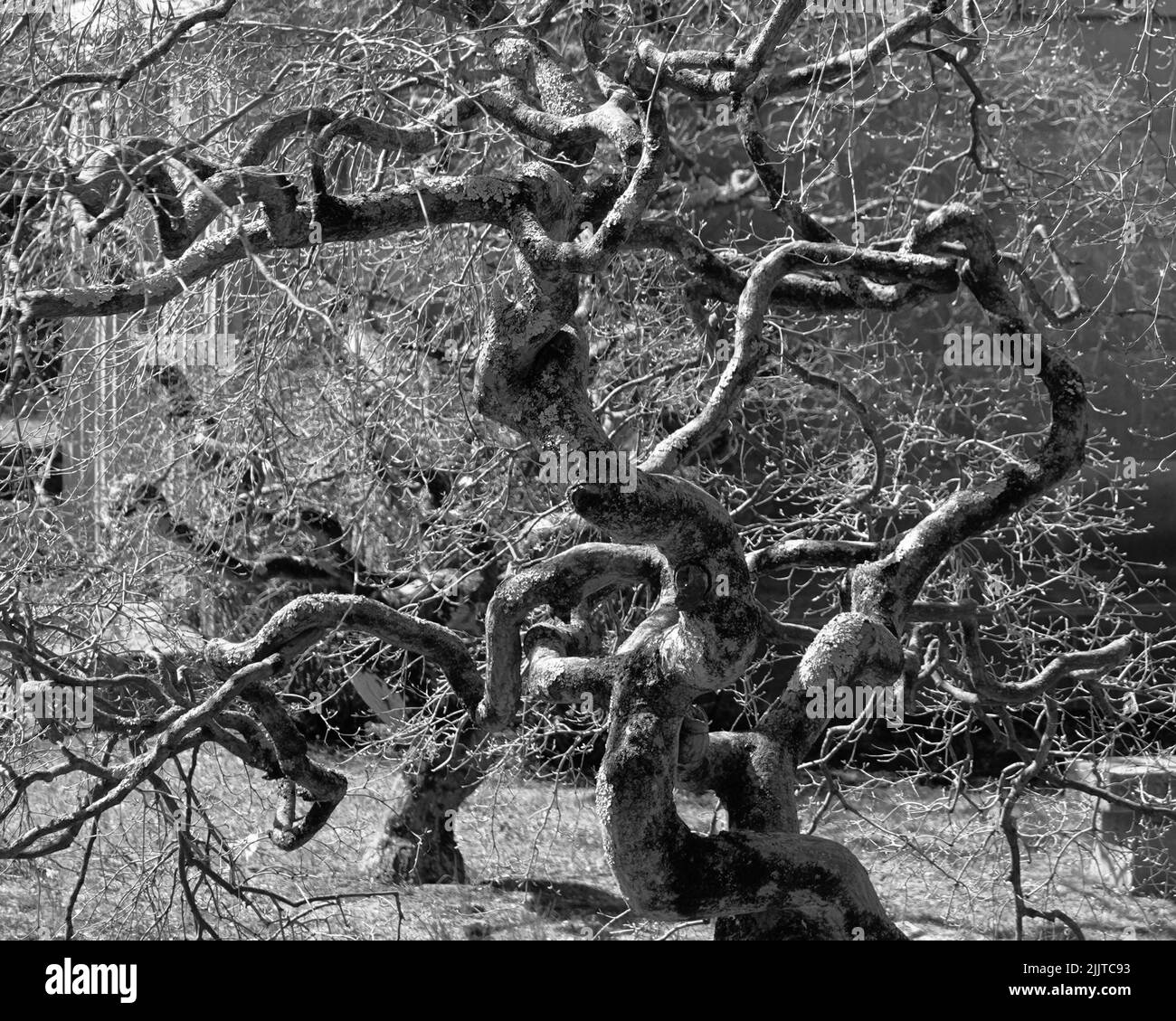 Tangled spooky old cemetery tree Stock Photo - Alamy