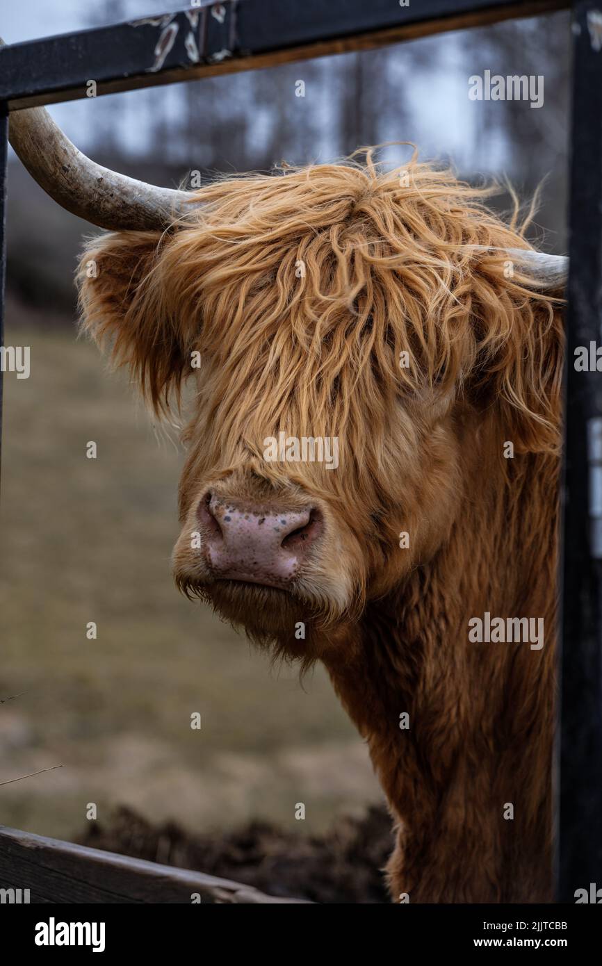 A vertical closeup of a Scottish Highland cow looking through a fence ...