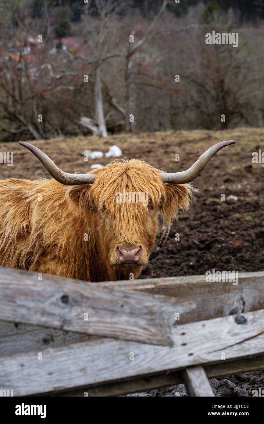 A vertical closeup of a Scottish Highland cow looking from behind a ...