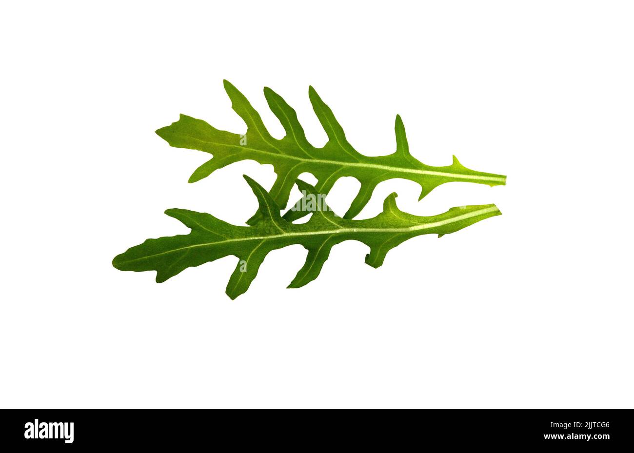 Fresh rucola isolated. Green ruccola leaves isolated Stock Photo - Alamy