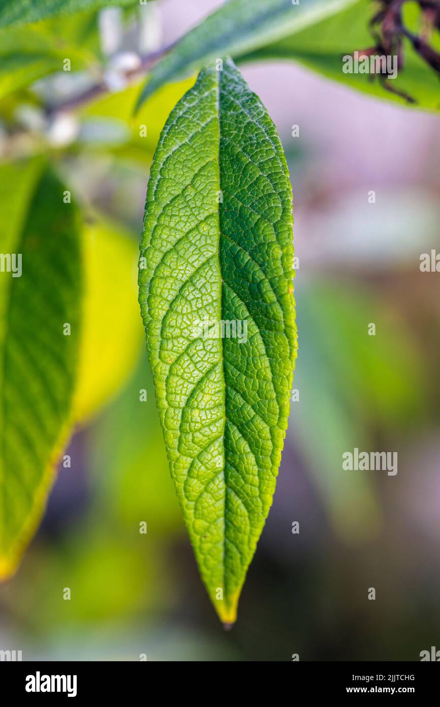 A vertical closeup of a long green leaf growing on a tree Stock Photo ...