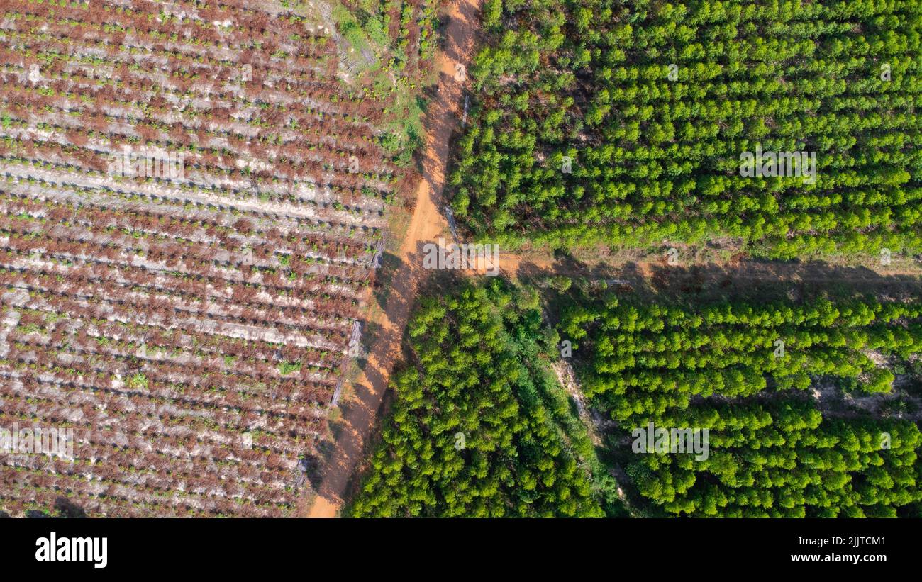 Aerial view of Cultivation trees and plantation in outdoor nursery ...