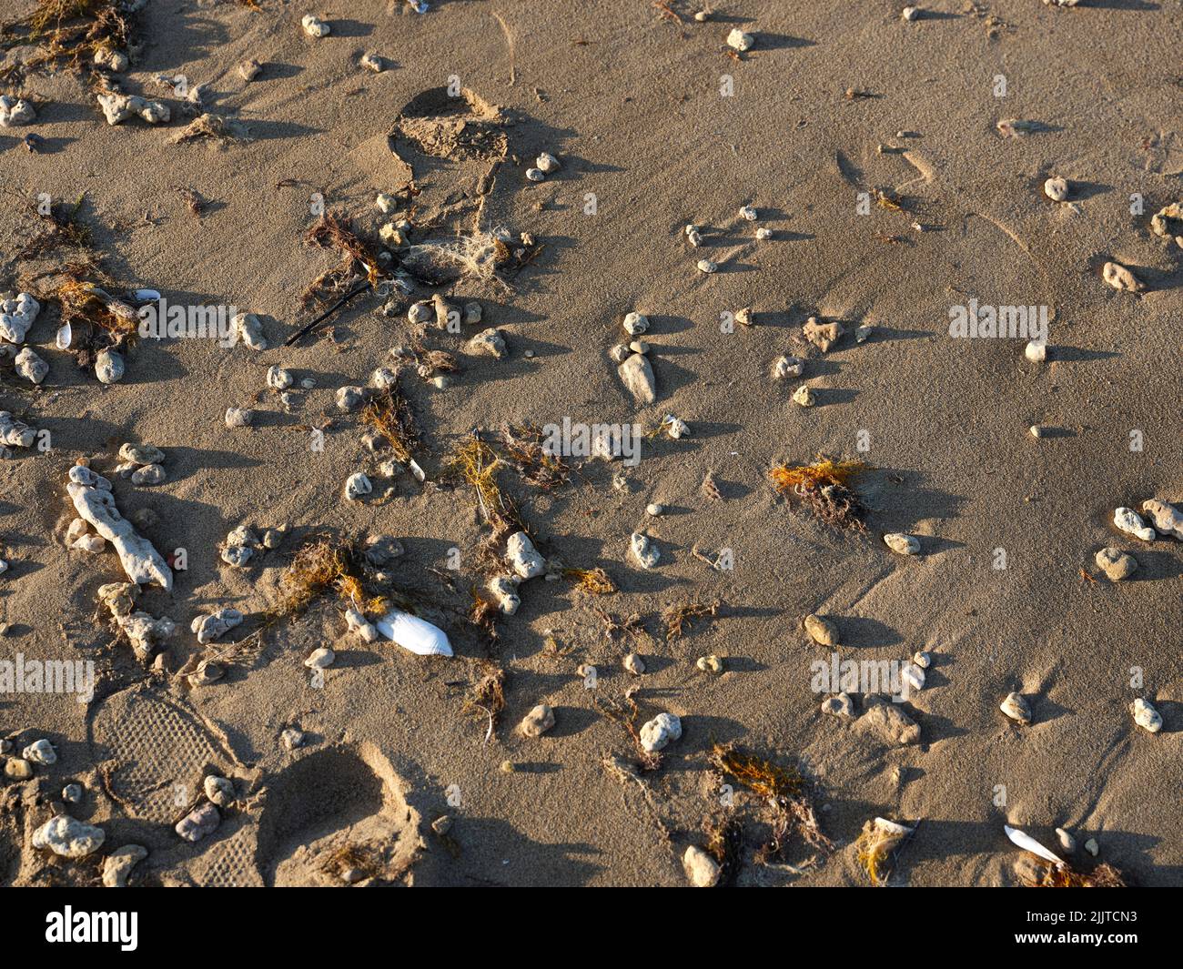 Exotic shells hi-res stock photography and images - Alamy