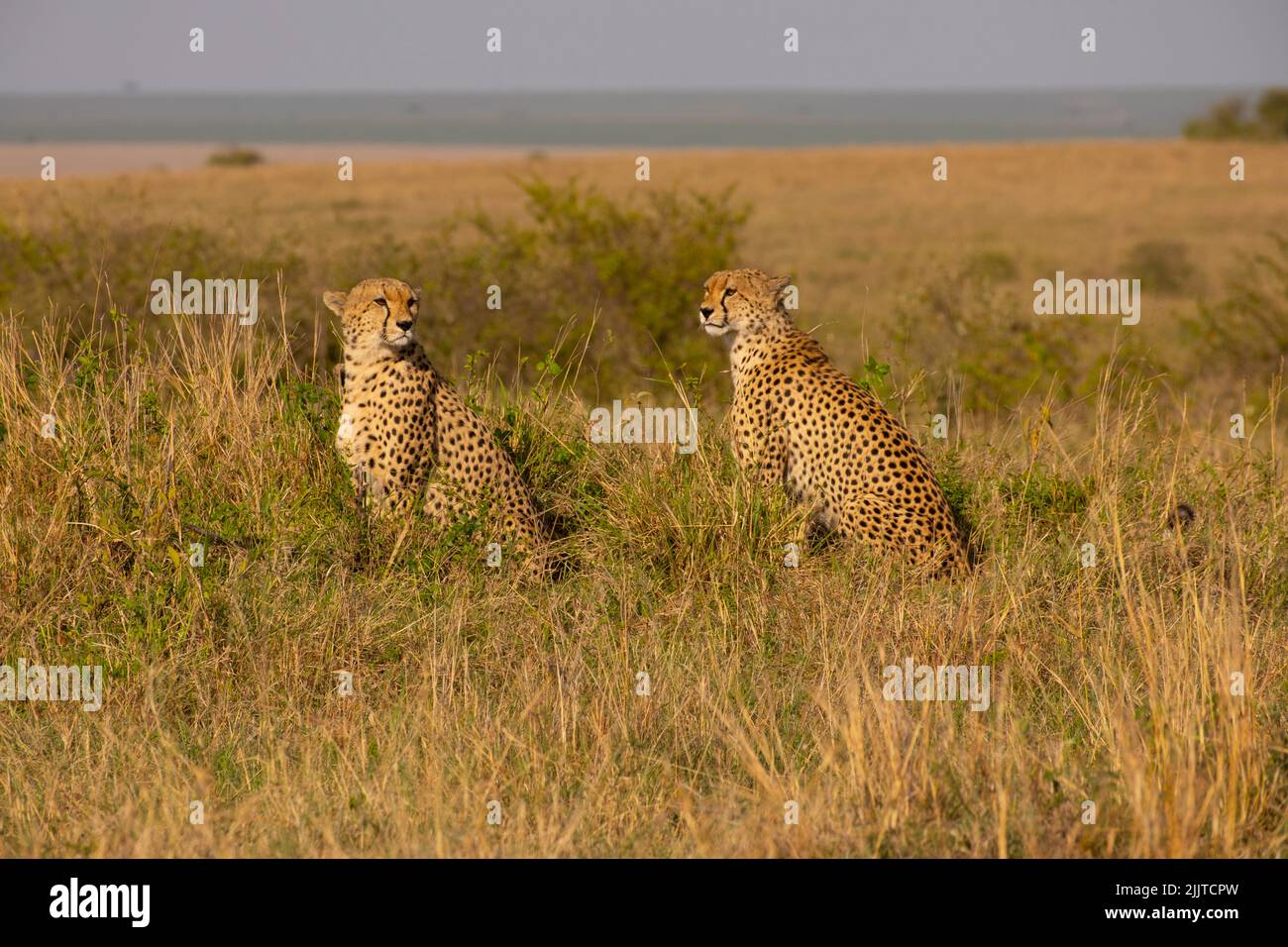 Cheetahs in Masai Mara Game Reserve of Kenya Stock Photo - Alamy
