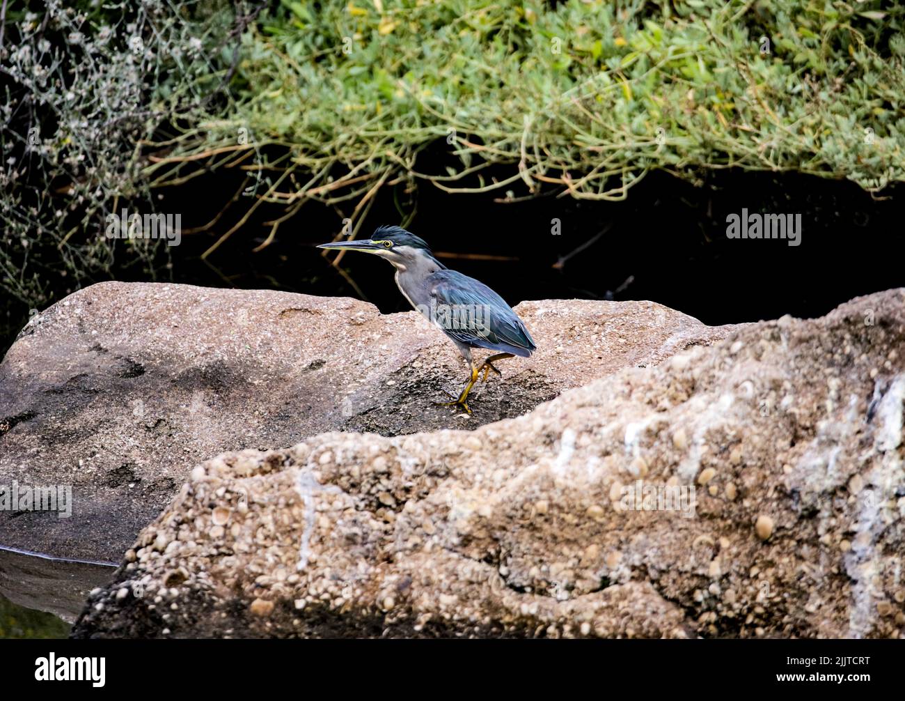 A close-up shot of a common little bittern standing on the stone Stock ...