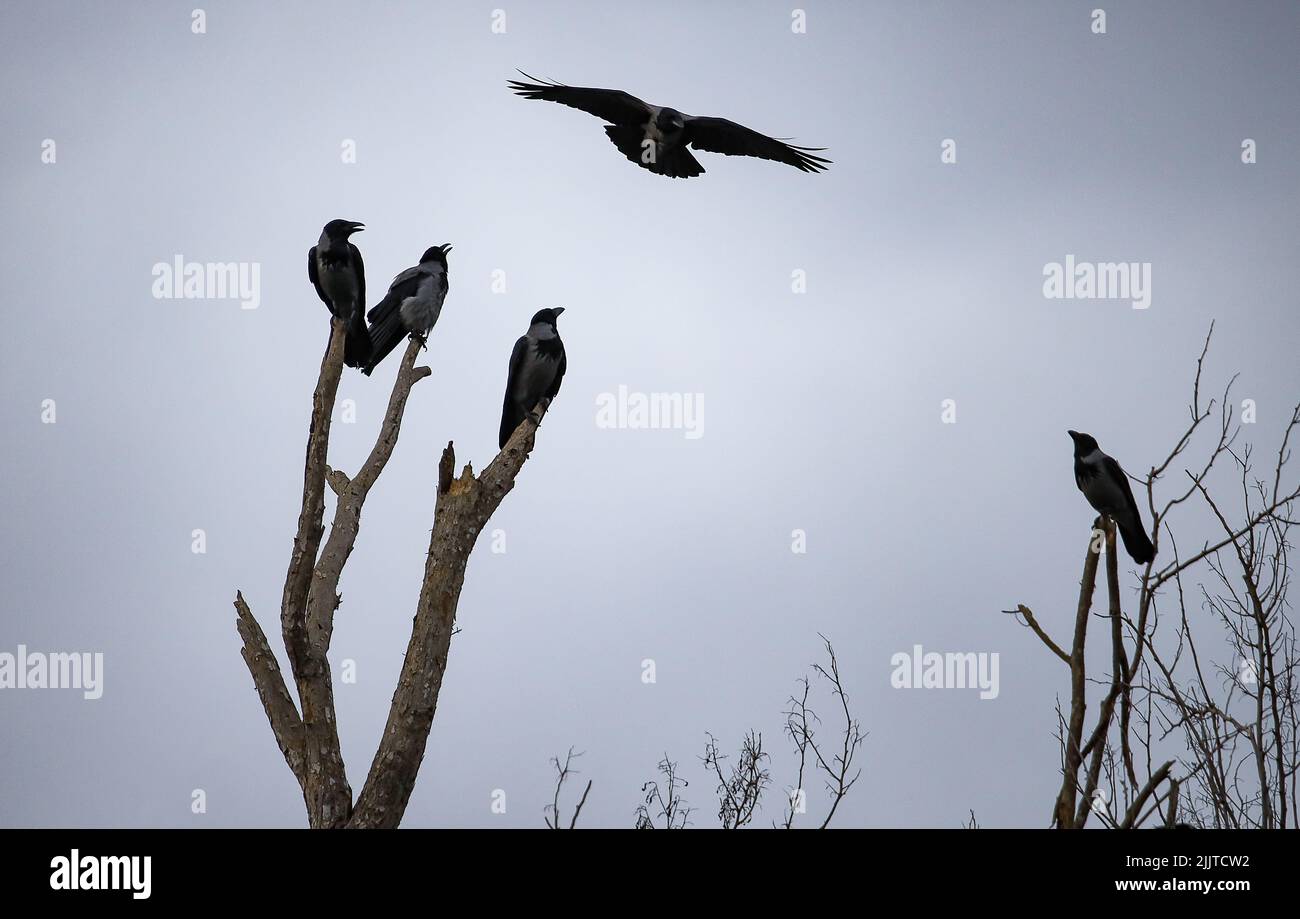 A low-angle shot of grey crows sitting on leafless tree branches Stock ...