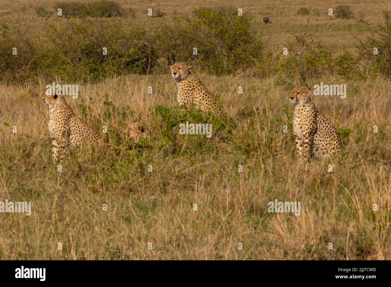 Cheetahs in Masai Mara Game Reserve of Kenya Stock Photo - Alamy