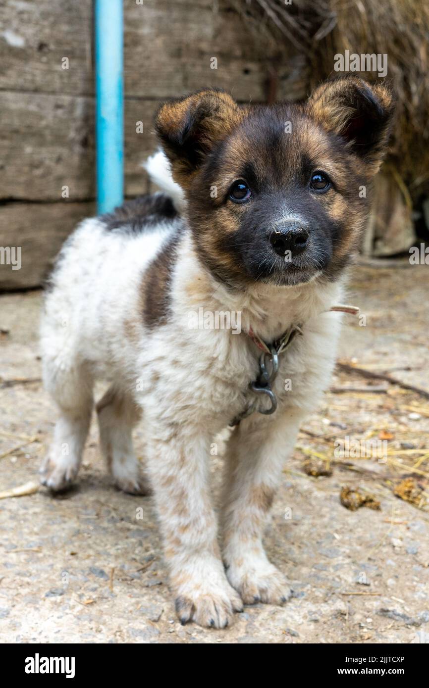Small hairy dog hi-res stock photography and images - Alamy
