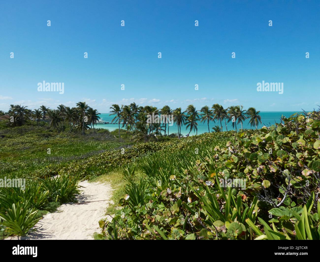 Palm alley way hi-res stock photography and images - Alamy