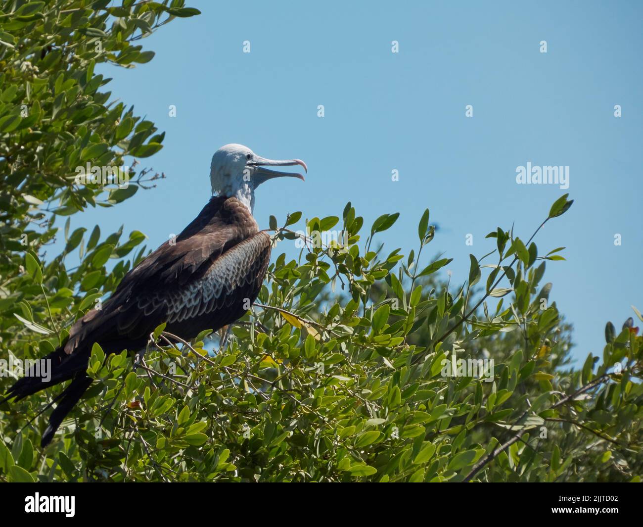 A close-up shot of a female great frigatebird sitting on the tree Stock ...