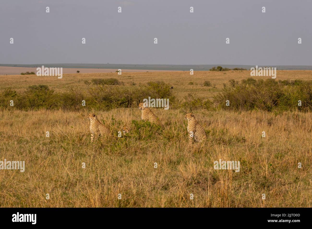 Cheetahs in Masai Mara Game Reserve of Kenya Stock Photo - Alamy