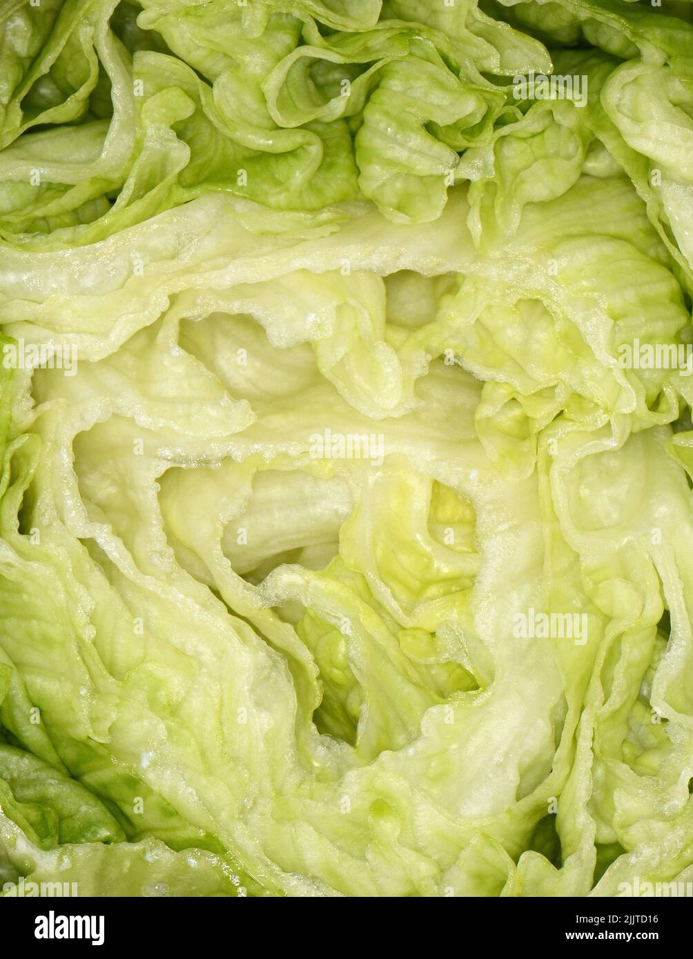 Macro photo of cabbage, close up slice cabbage leaves Stock Photo - Alamy