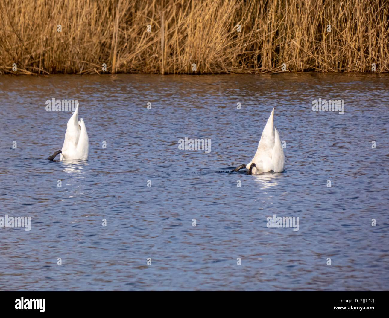 Diving in a lake hi-res stock photography and images - Alamy