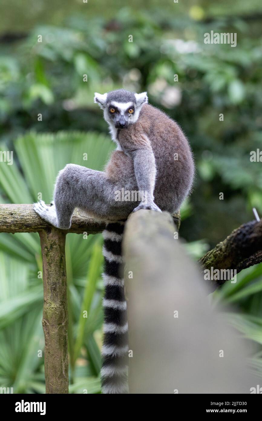 A vertical shot of a ring-tailed lemur Stock Photo - Alamy