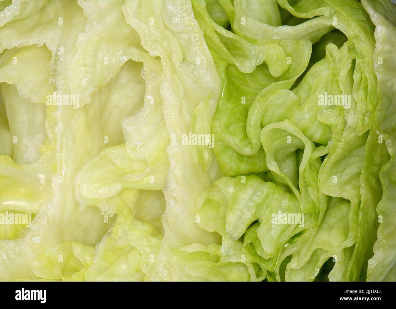 Macro photo of cabbage, close up slice cabbage leaves Stock Photo - Alamy
