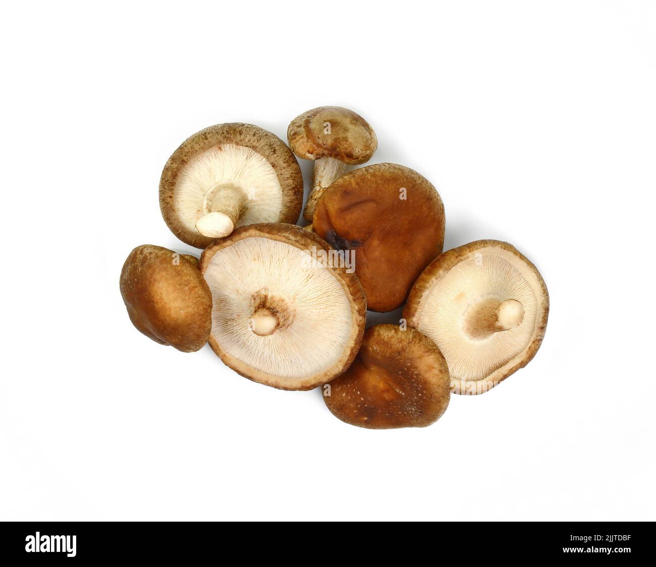 Shitake mushroom on white background full depth of field. Fresh ...