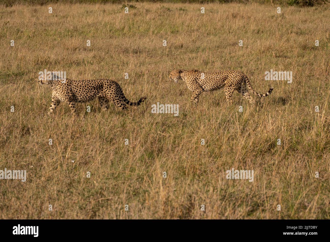 Cheetahs in Masai Mara Game Reserve of Kenya Stock Photo - Alamy