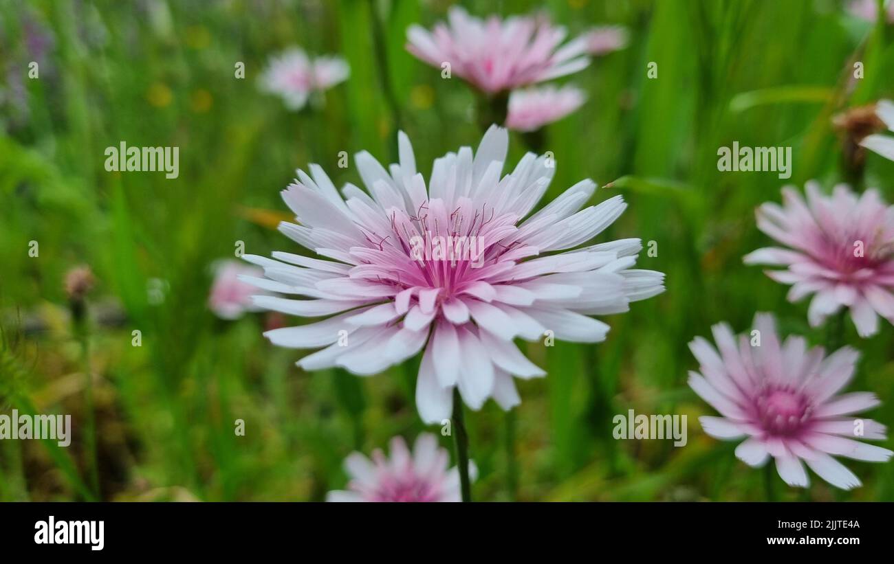 Crepis rubra hi-res stock photography and images - Alamy