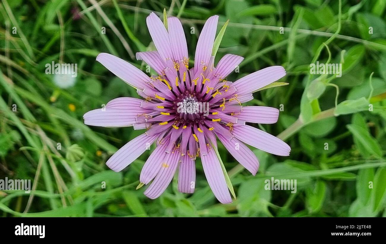 Morning star or morgenstern hi-res stock photography and images - Alamy