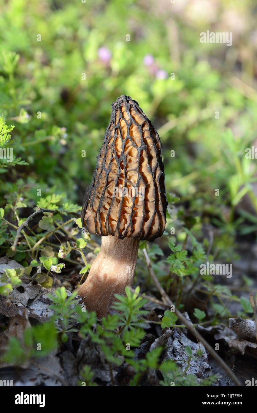 One single nice and healthy specimen of Morchella conica or Black Morel ...