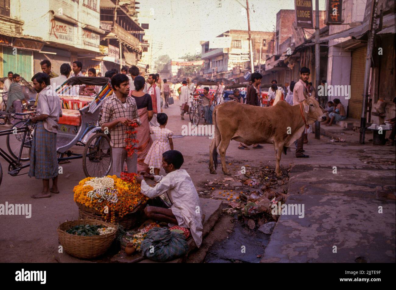 A view of many Varanasi residents in the city street Stock Photo - Alamy