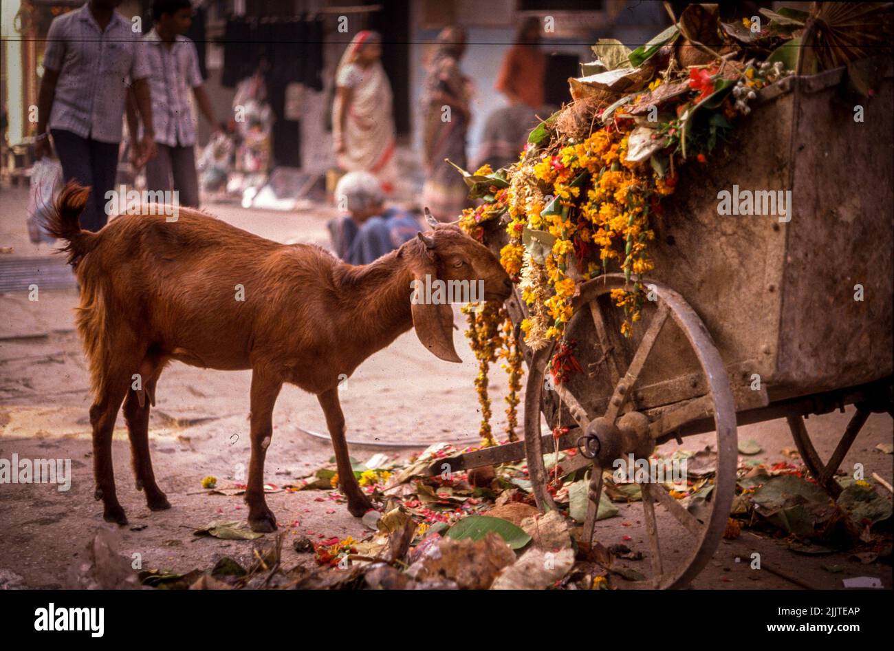A brown goat eating flowers in the street of Varanasi, India Stock ...