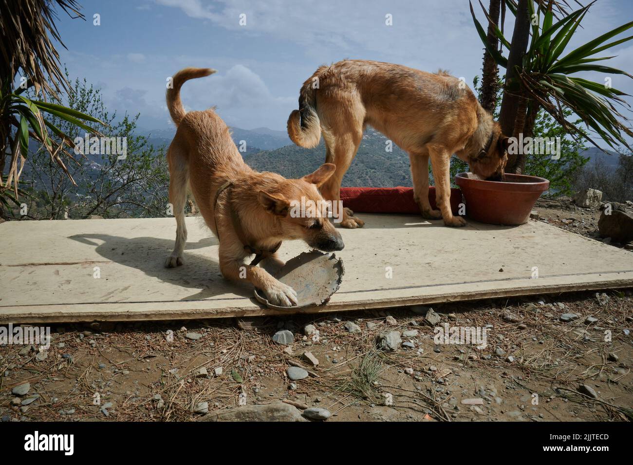 A two big brown dogs playing with different objects outside in the yard ...