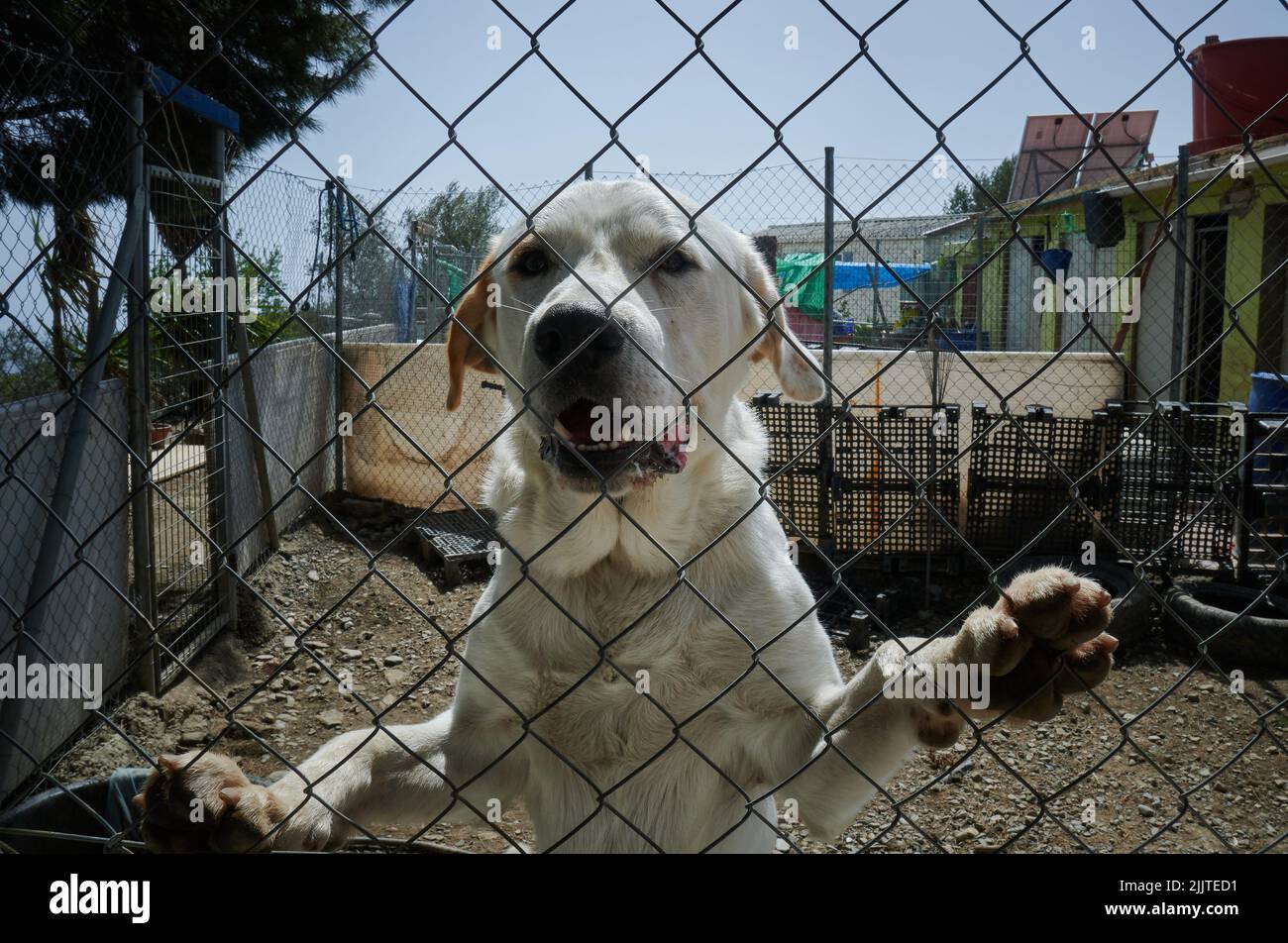 Central asian shepherd dog hi-res stock photography and images - Alamy