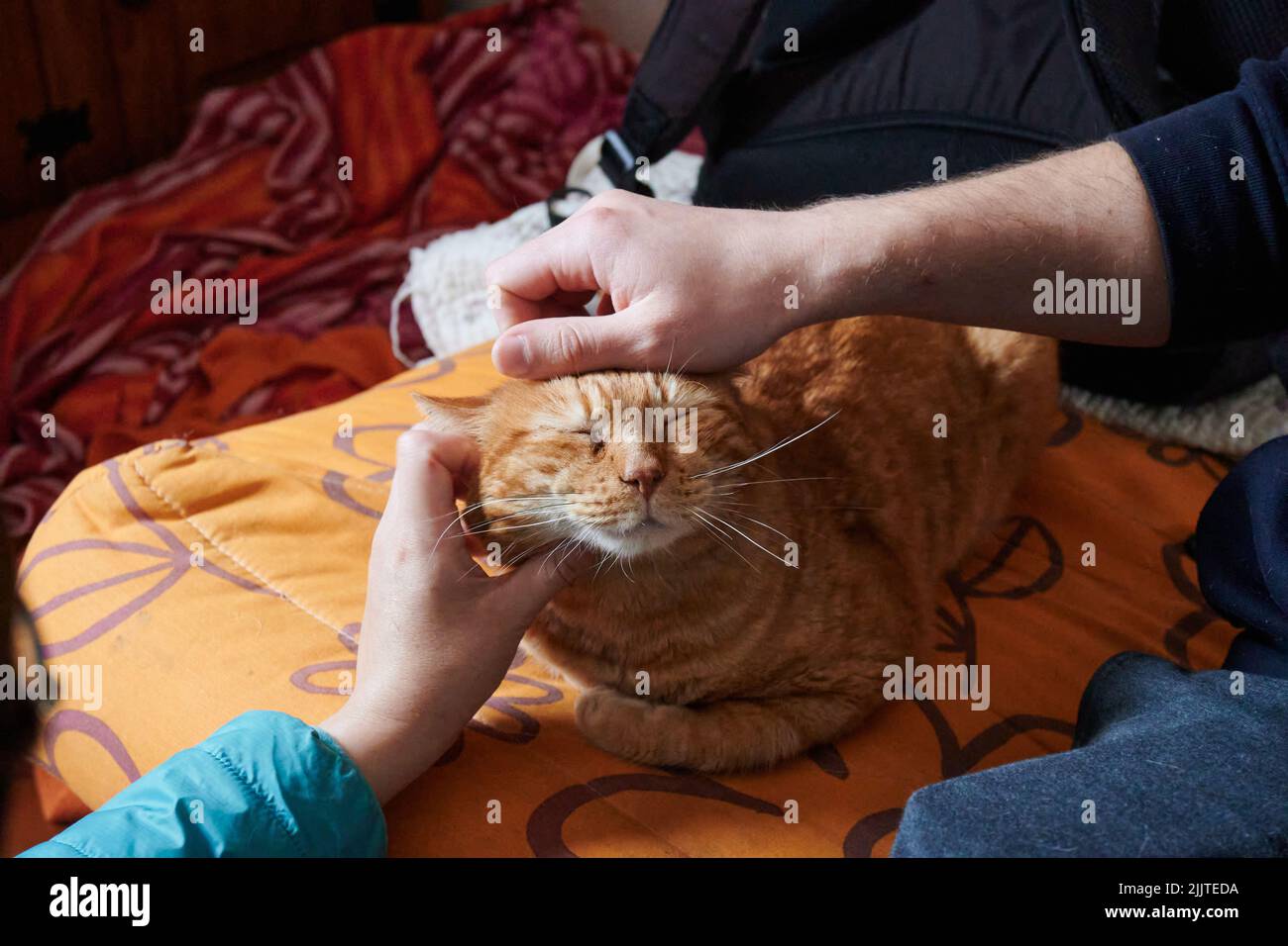 Human hands petting a fluffy ginger cat relaxing on the couch Stock ...