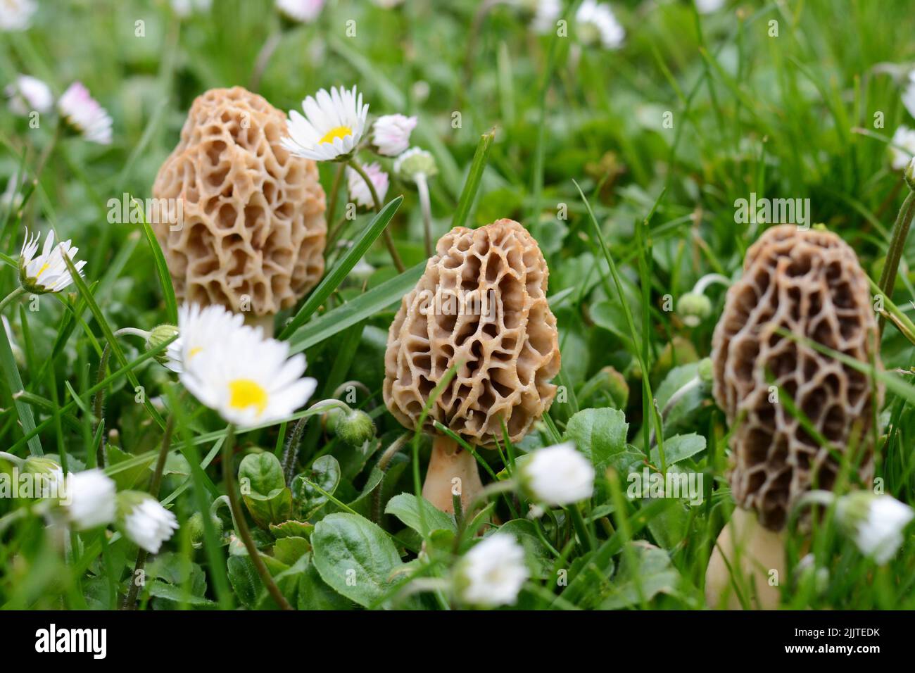 Morchella esculenta, (commonly known as common morel, morel, yellow ...