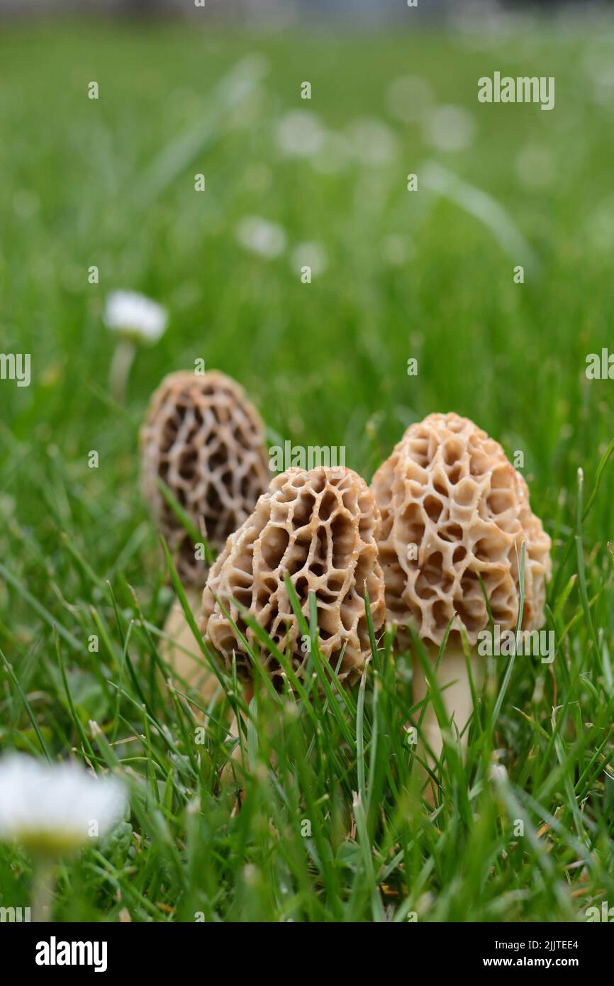 Morchella esculenta, (commonly known as common morel, morel, yellow ...