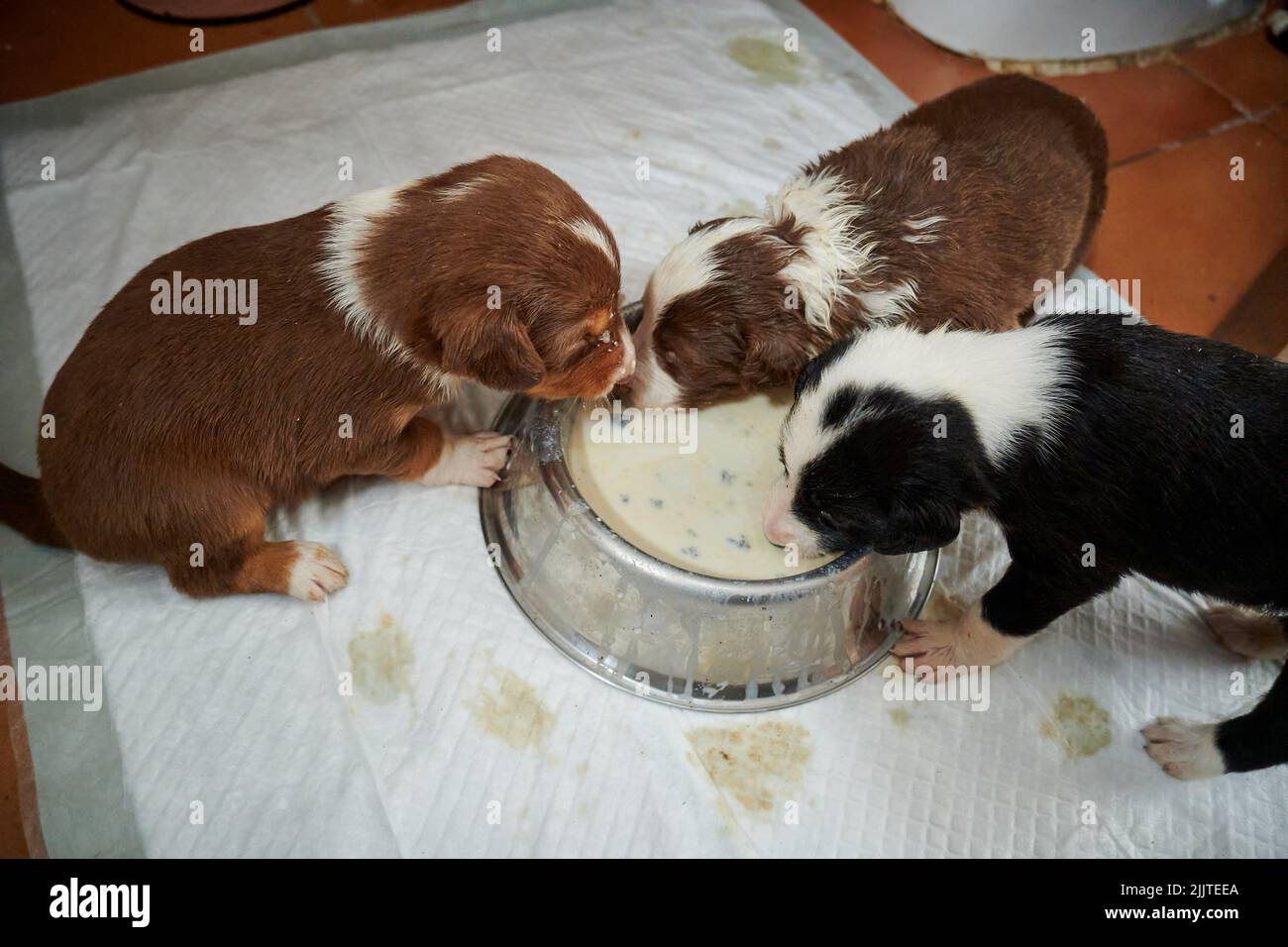 Collie puppies not border hi-res stock photography and images - Alamy