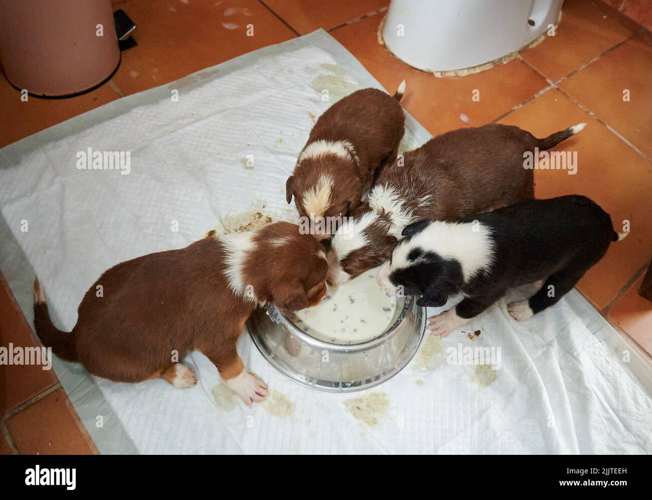 The Bearded Collie Puppies eating from one feeder Stock Photo - Alamy