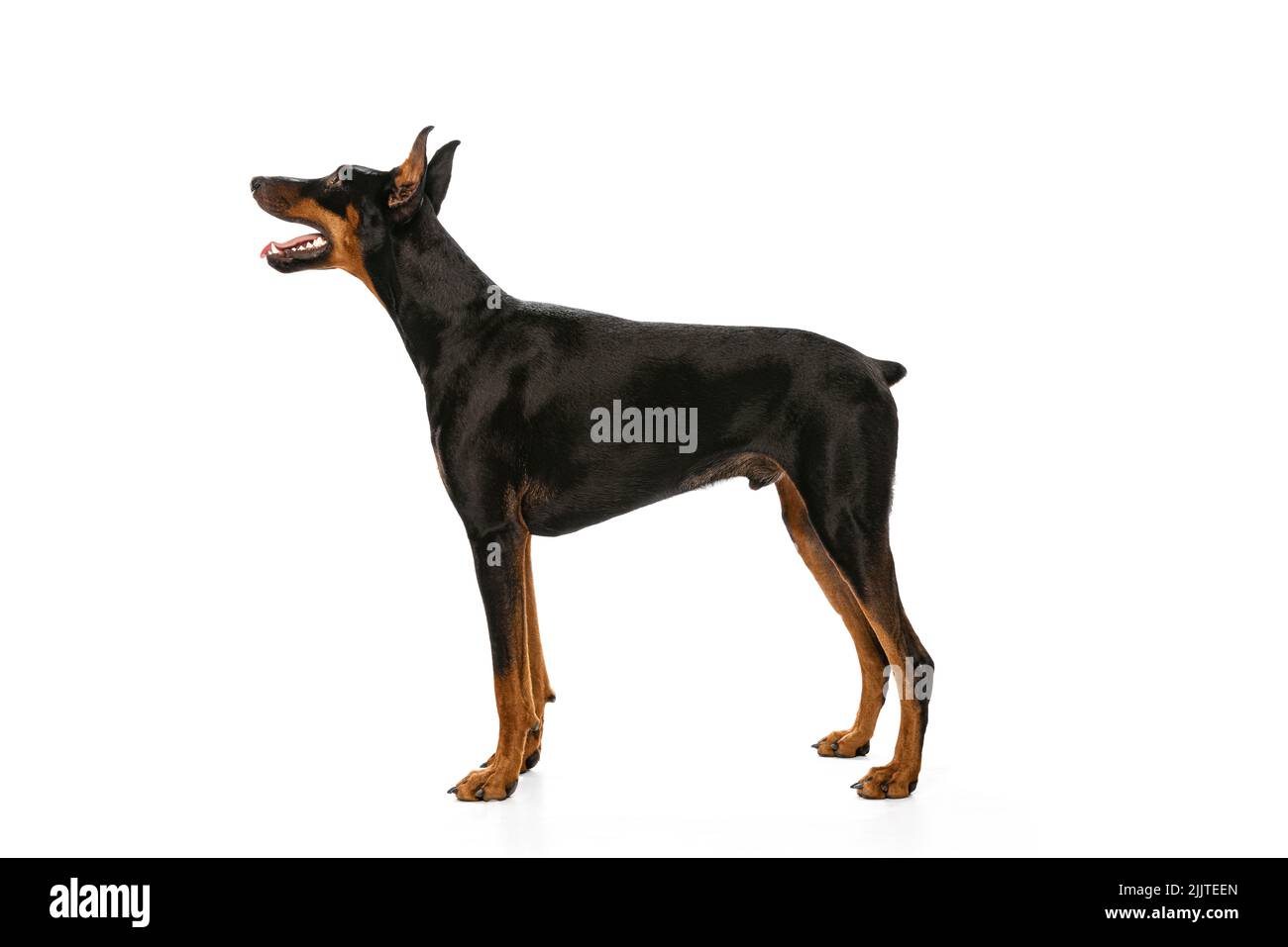 Studio shot of adorable black-brown Doberman isolated on white ...