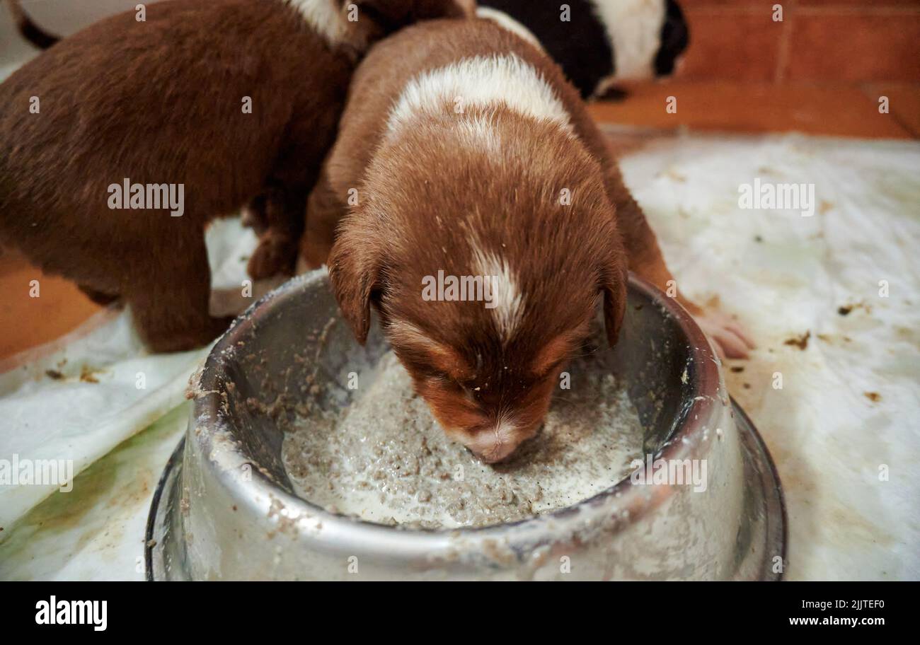 A Bearded Collie Puppy eating from a feeder Stock Photo - Alamy