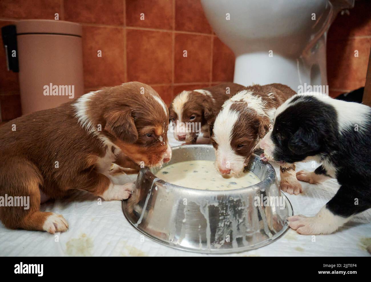 The Bearded Collie Puppies eating from one feeder Stock Photo - Alamy