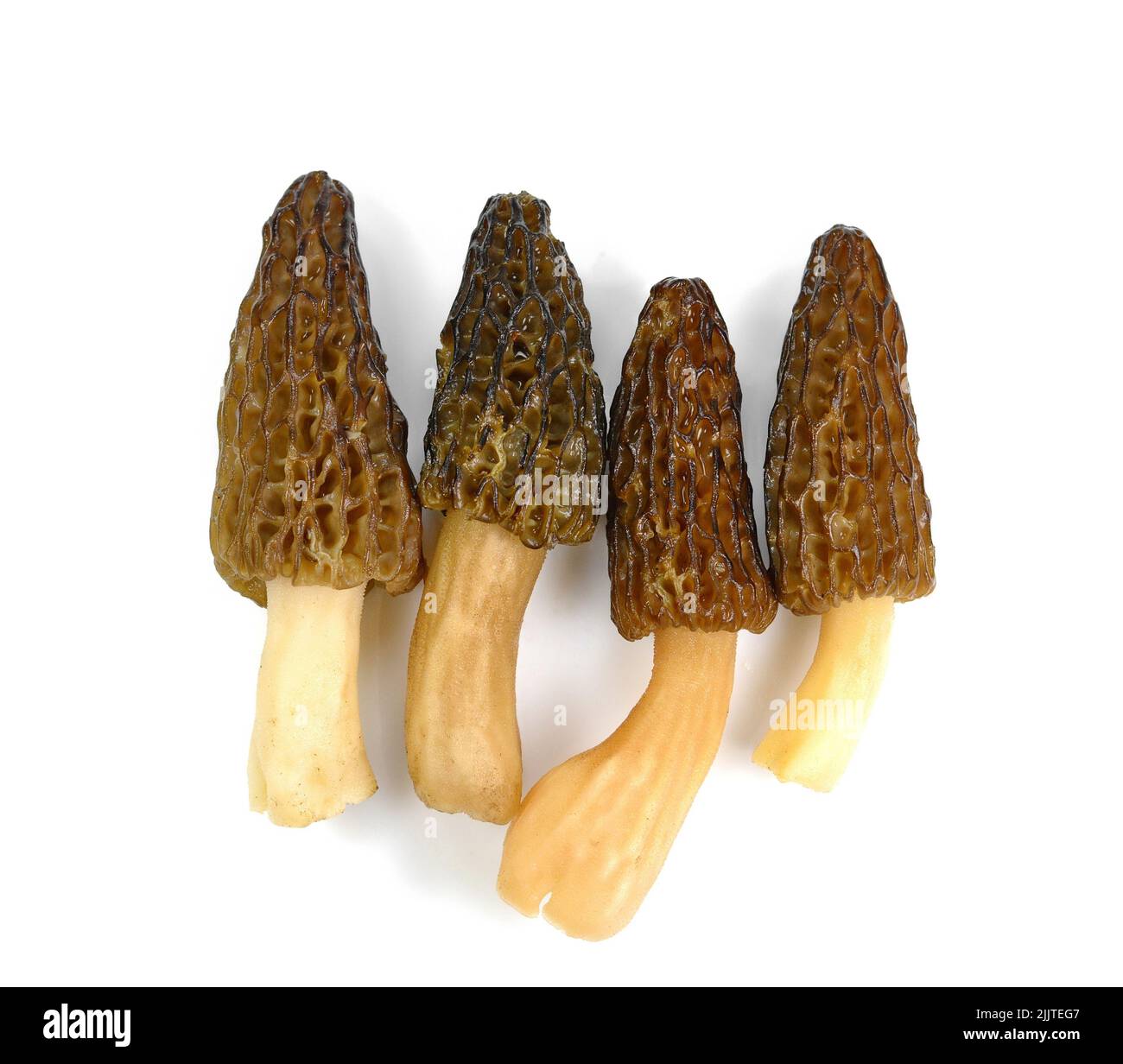 Morchella conica or Black Morel mushroom isolated on white Stock Photo ...