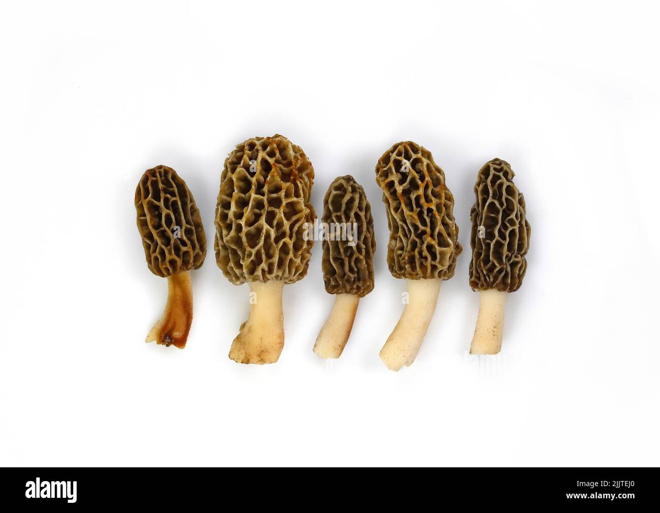 Morchella esculenta, (commonly known as common morel, morel, yellow ...