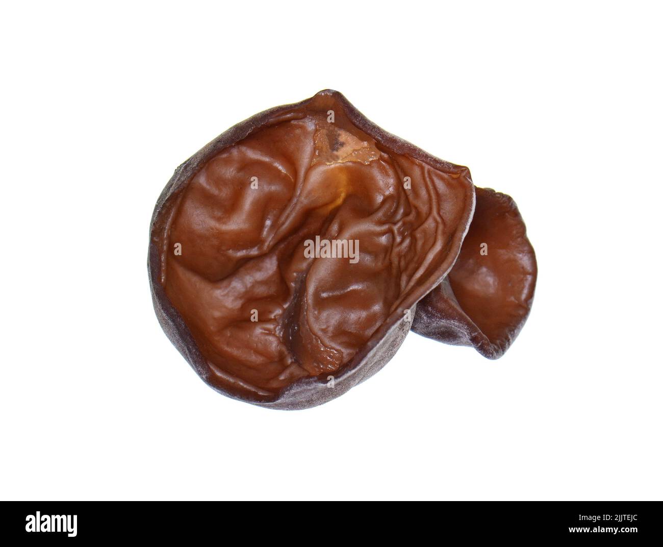 Jews ear (wood ear, Auricularia auricula, Hirneola polytricha, jelly ...