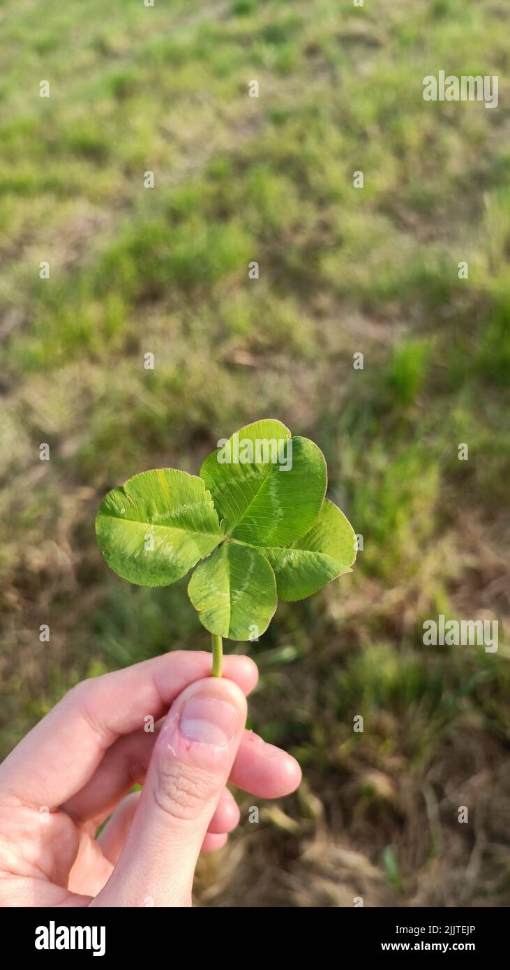 Hand holding a four leaf clover hi-res stock photography and images - Alamy