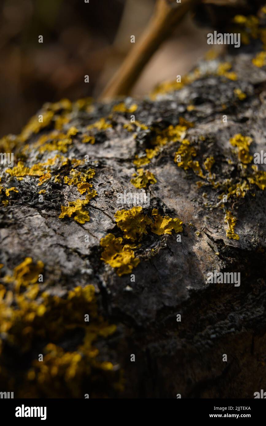 Mossy stone background hi-res stock photography and images - Alamy