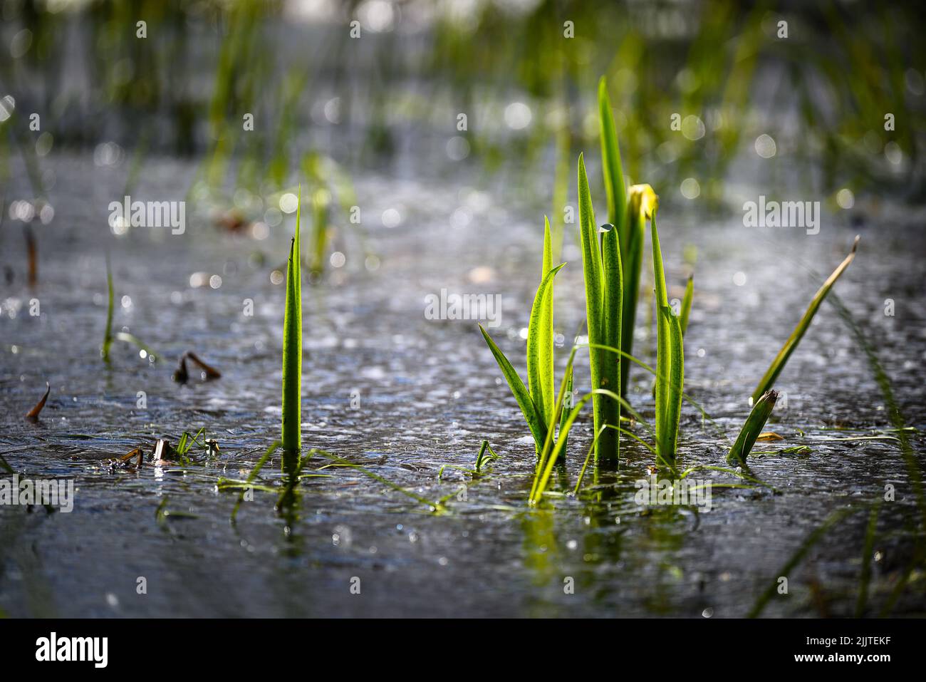 Plants rural hi-res stock photography and images - Alamy