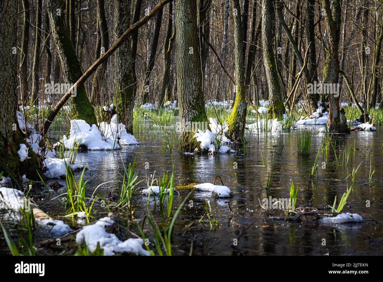 The trees and a swamp covered by snow Stock Photo - Alamy