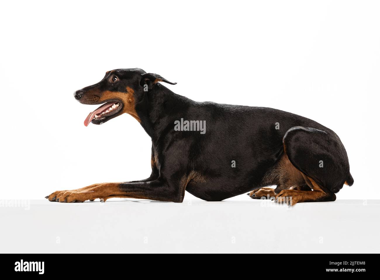 Dog doberman lying on floor hi-res stock photography and images - Alamy