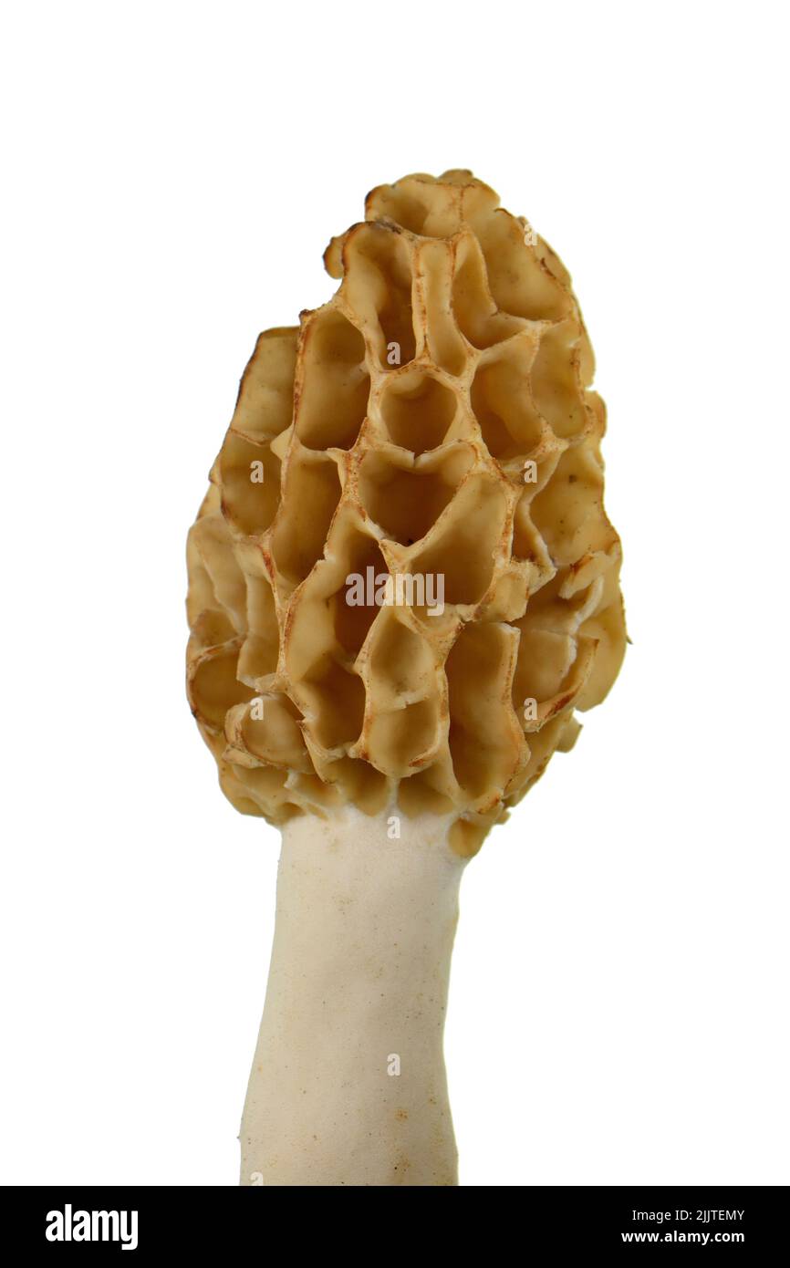 Morchella esculenta, (commonly known as common morel, morel, yellow ...